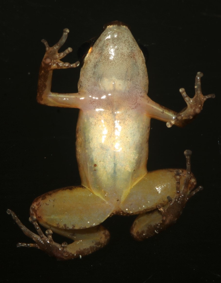 Species New to Science: [Herpetology • 2021] Allobates sieggreenae • A ...