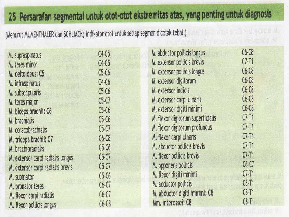Skema myotome | FISIOTERAPI INDONESIA