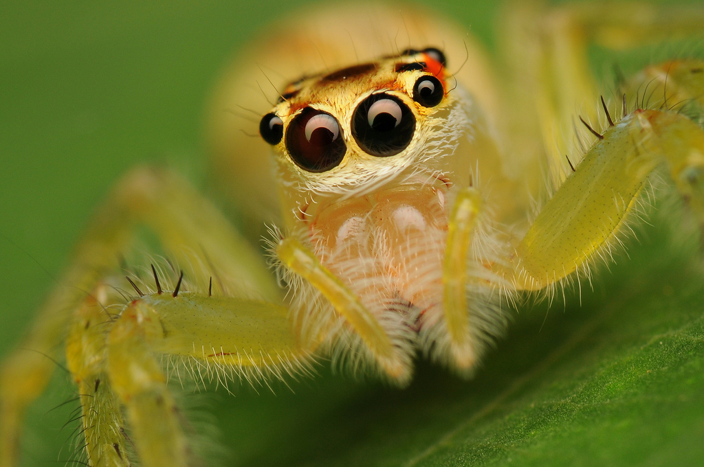 The Mirror: Fantastic Spider Photography (Four Sets of Eyes)