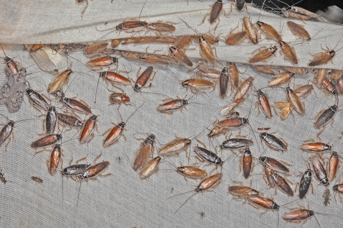 BunyipCo: February 2012