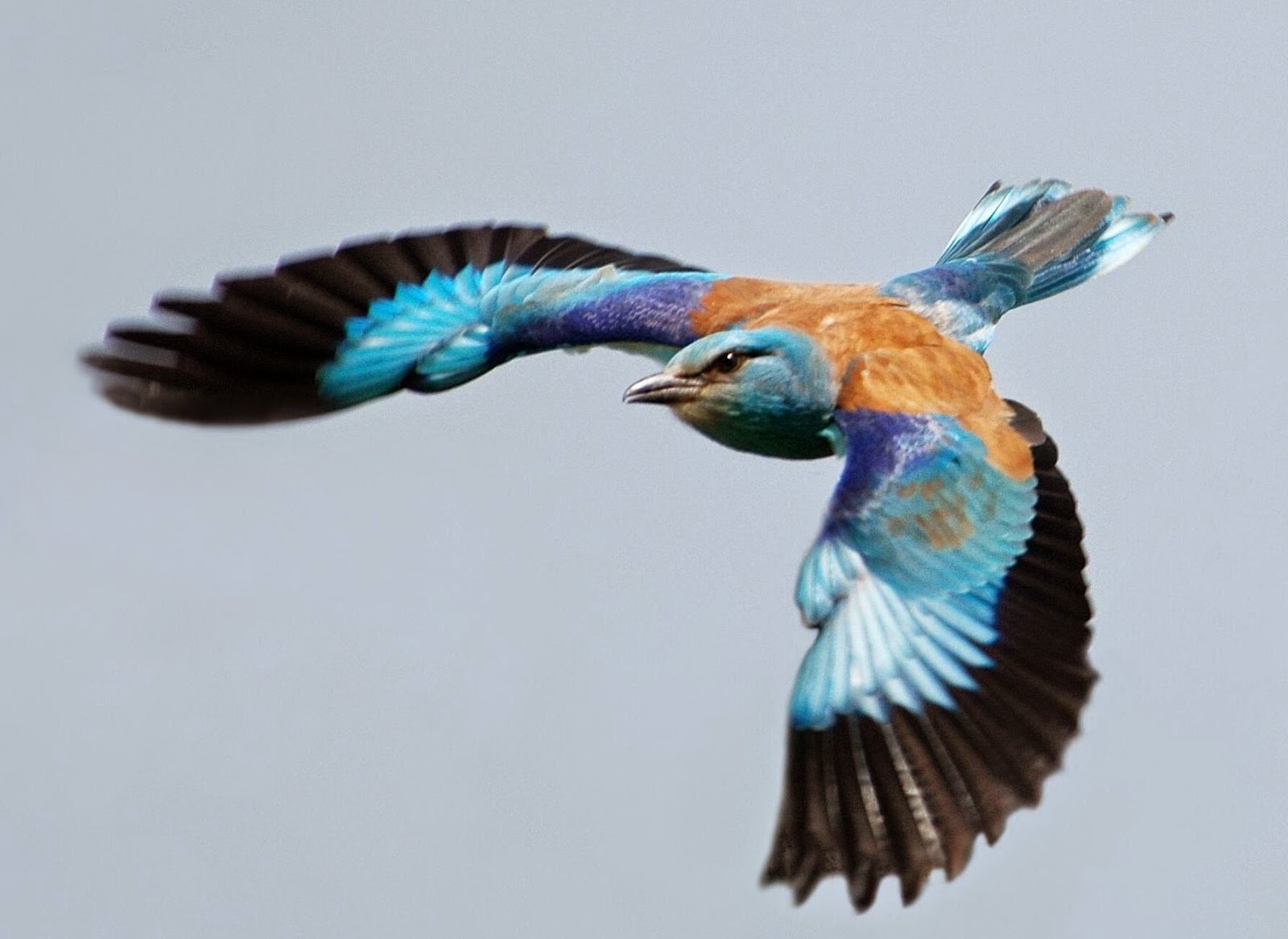 Lak Culture: Birds of Iran