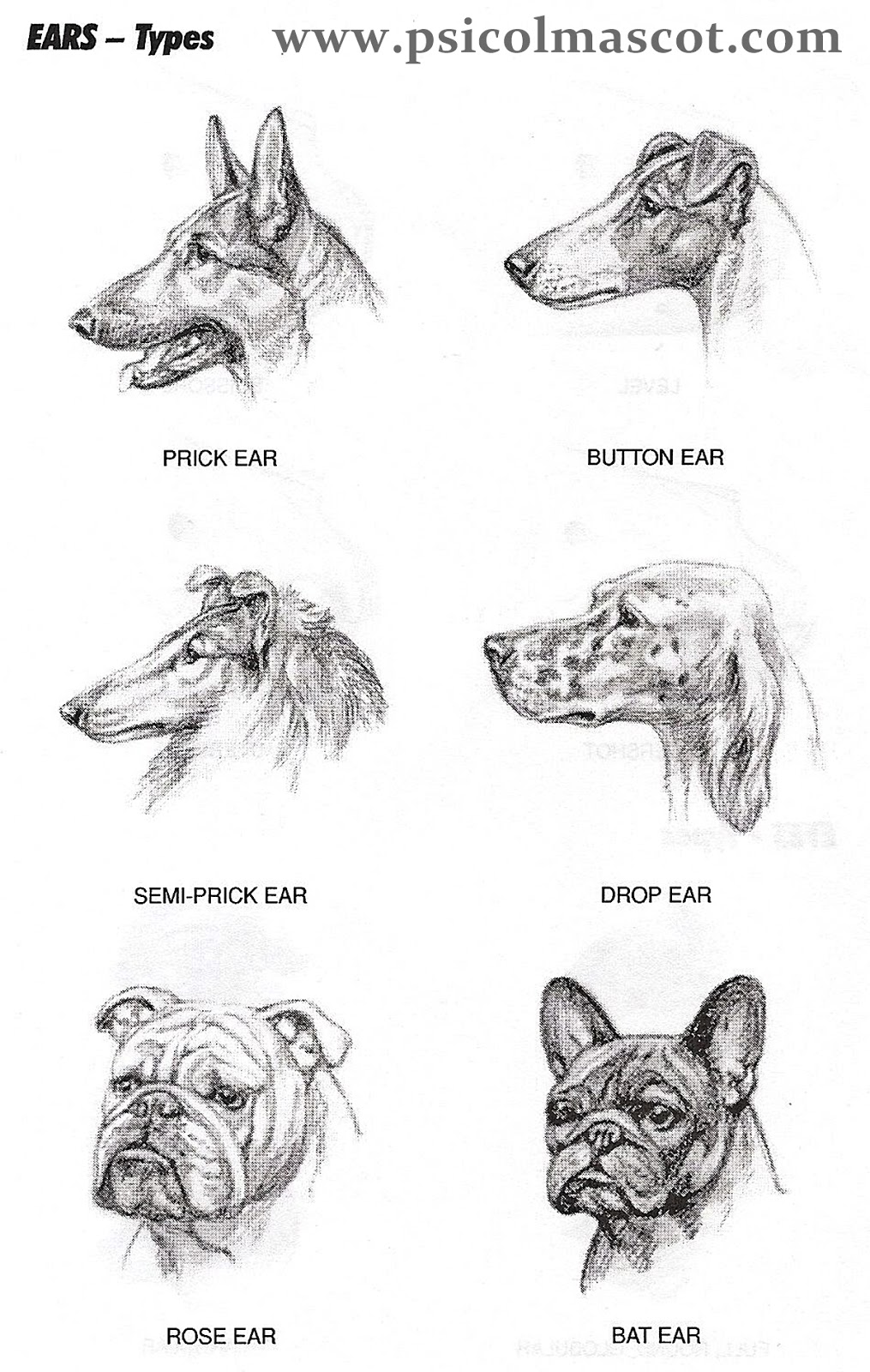 PSICOLMASCOT: El Oído del Perro