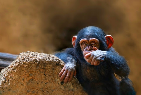 Seperti Manusia, Simpanse Menderita Seumur Hidup jika Menjadi Yatim ...