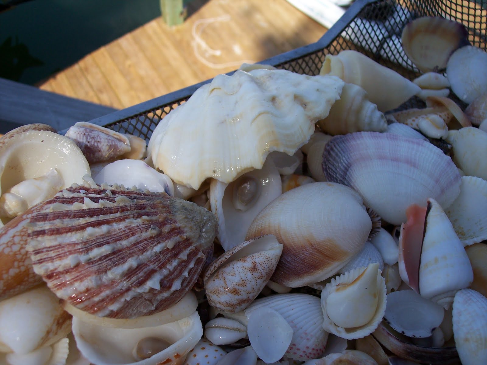 SeaShellsbySeashore's The Shell Lady: Shells of Palau