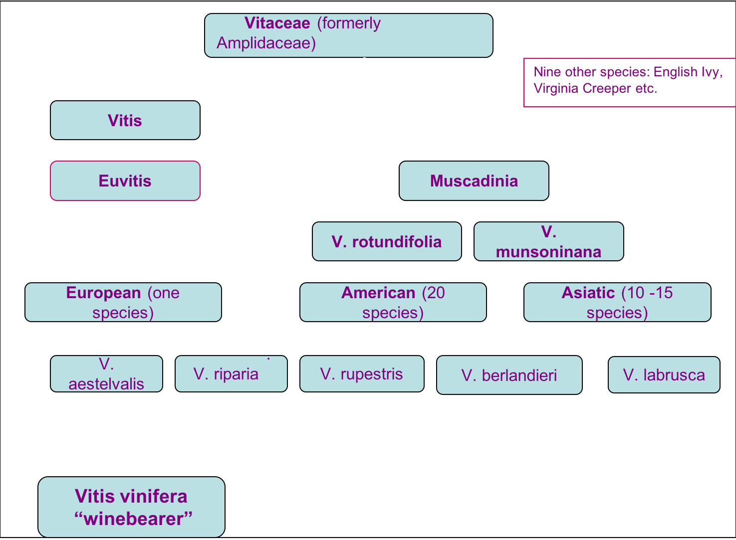 Ampelos (Vine): March 2020