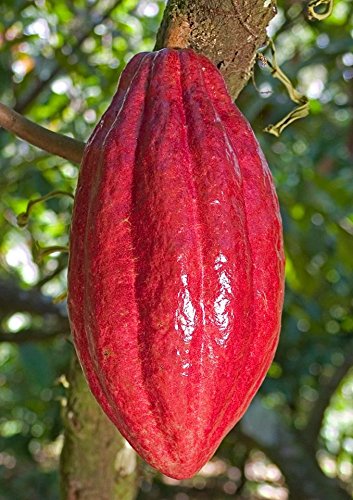Cacau, Fruto do Cacaueiro (Theobroma cacao)