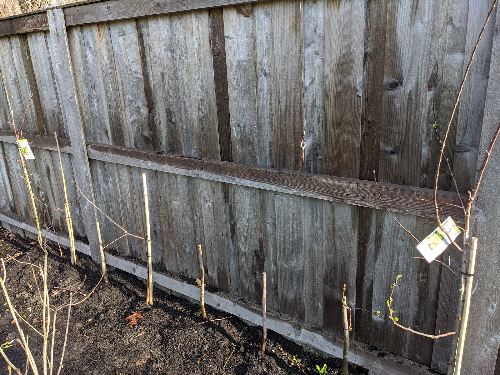 Apple Tree Belgian Fence Espalier Planted - May 2020