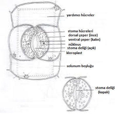 BOTANİK LABORATUVARI