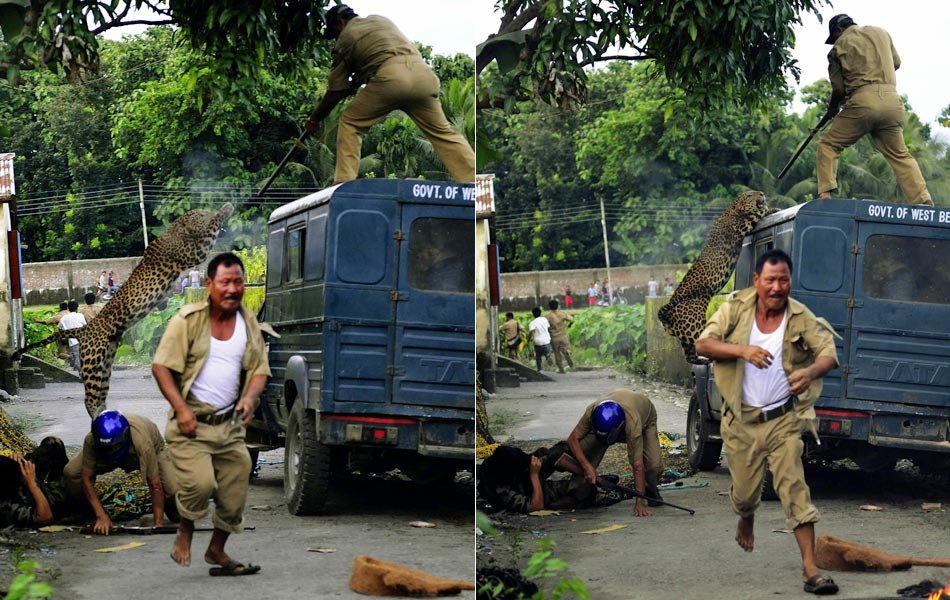 Leopard mauls six in Siliguri, India ( Photos ) | Sri Lanka Guardian