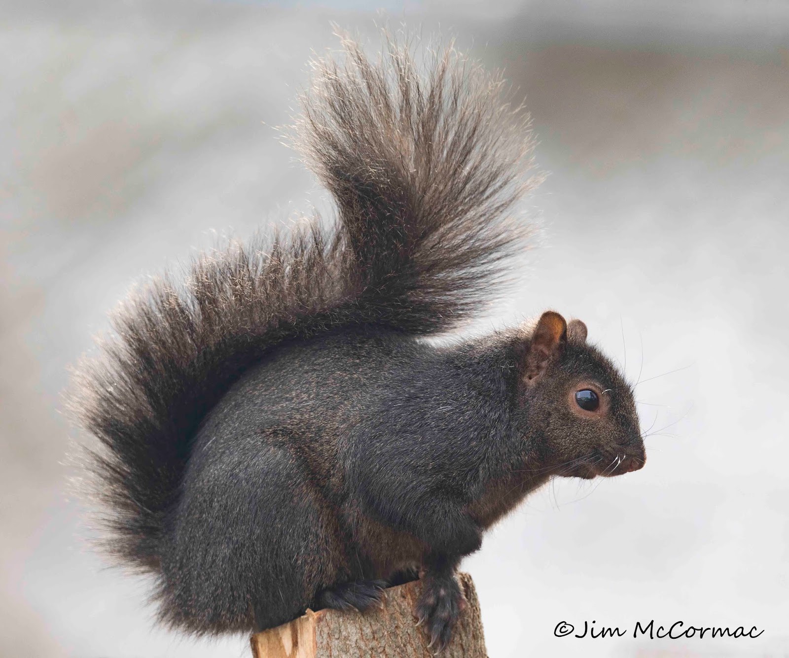 Ohio Birds and Biodiversity: A melanistic fox squirrel