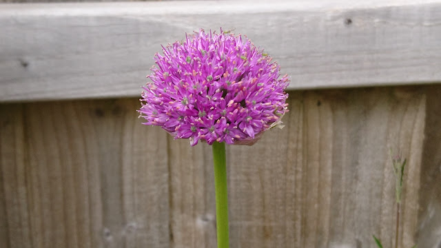 How to grow alliums