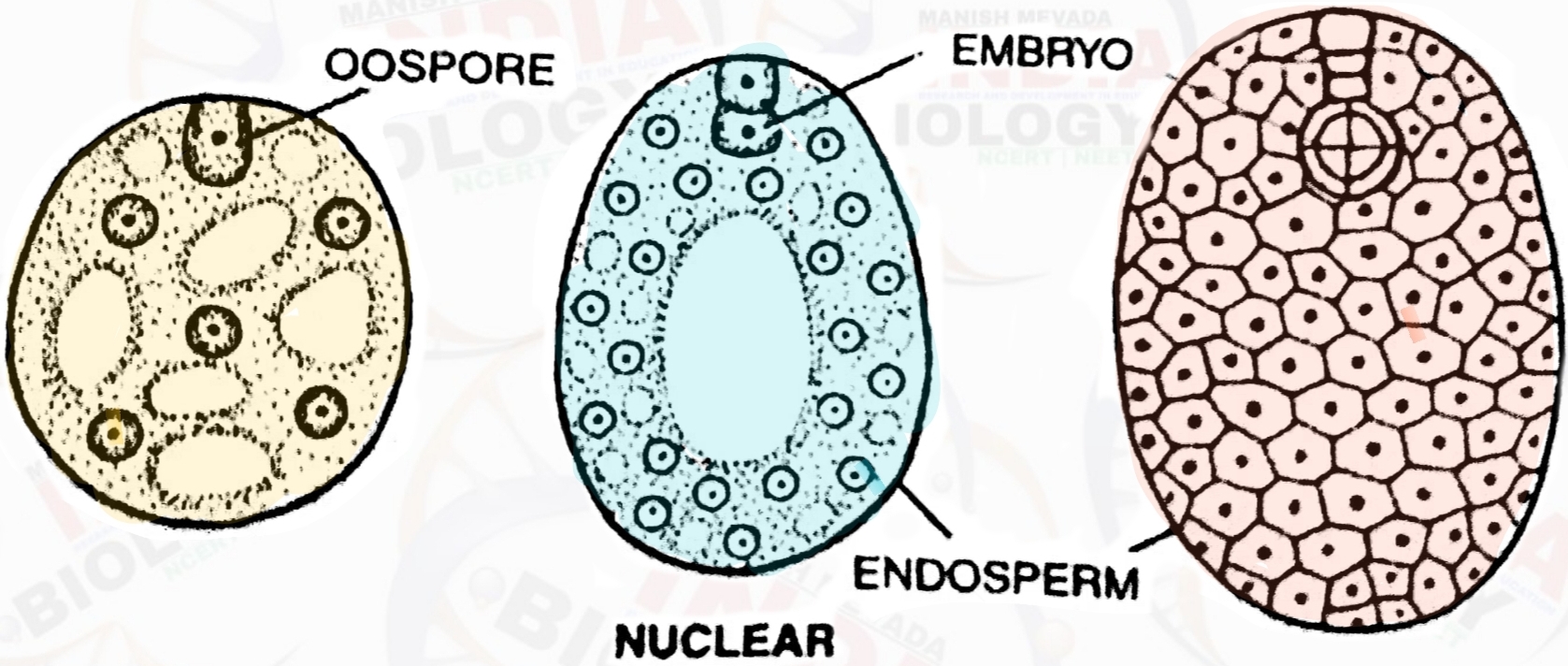 POST FERTILIZATION CHANGES - ENDOSPERM