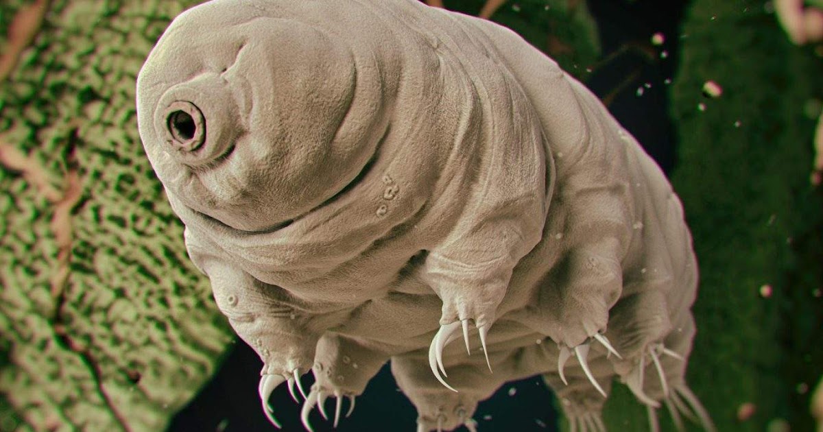 World's Most Indestructible Creature - Geology In