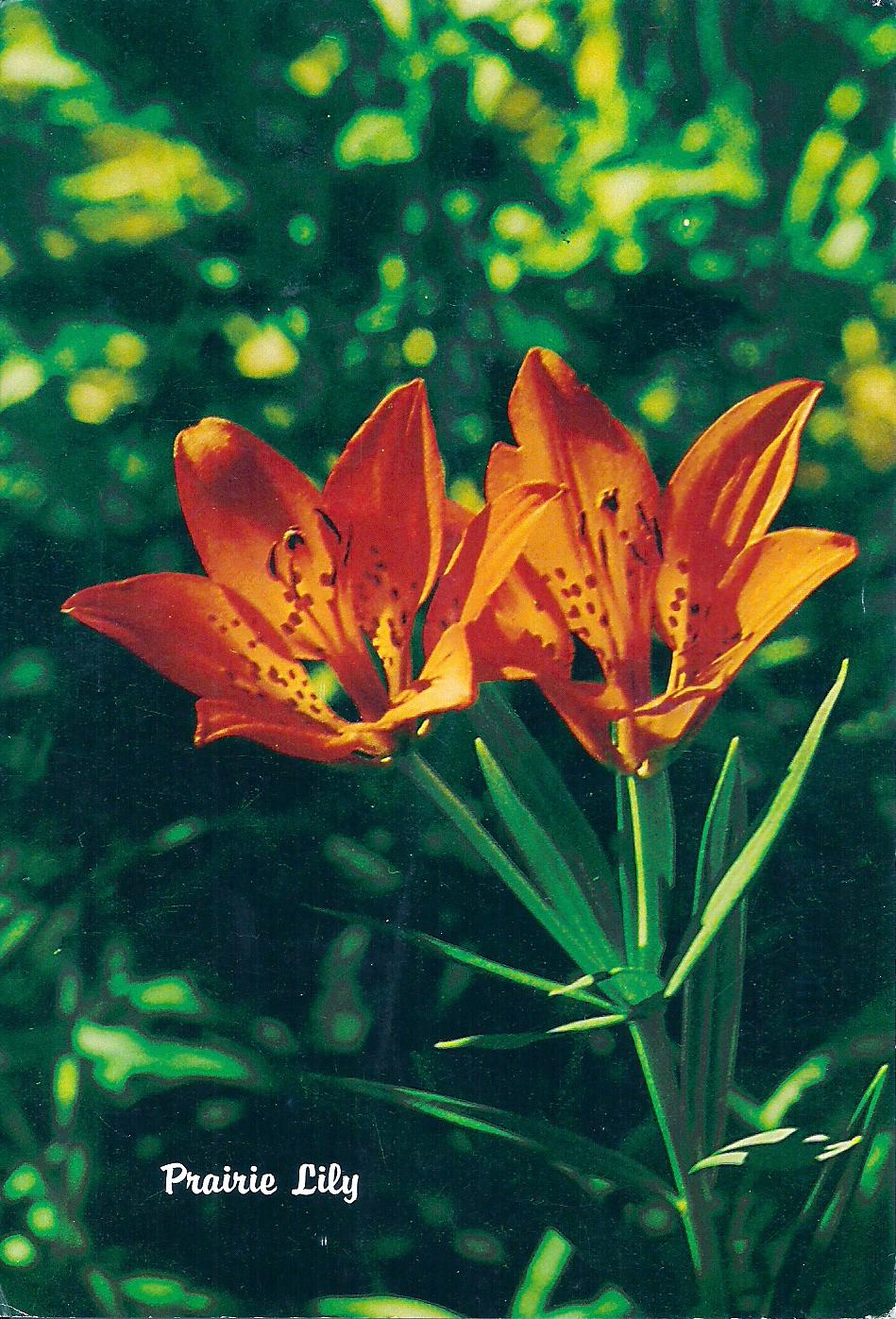 Projek Satu Dunia (One World Project)™: Canada - "Prairie Lily"