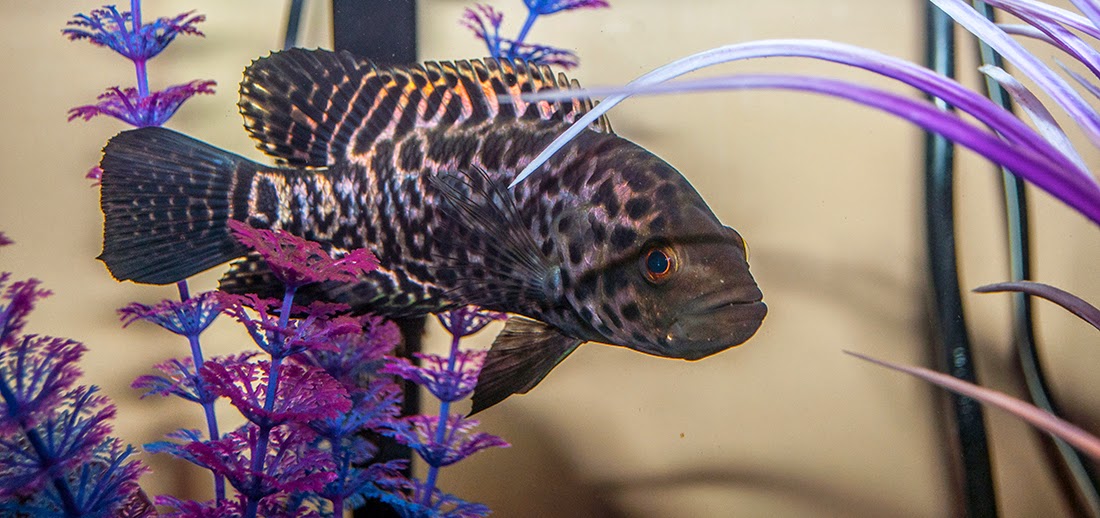 Freshwater Fish: Lobochilotes Labiatus