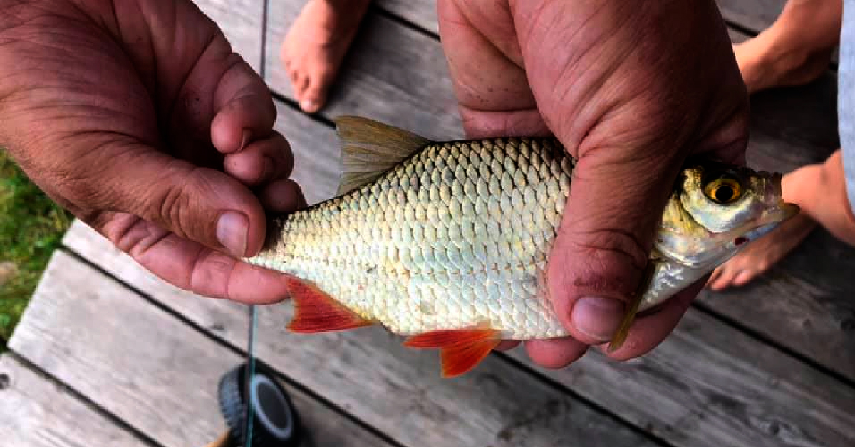 Näin tunnistat sorvan ja säyneen - Mikä kala tämä on?