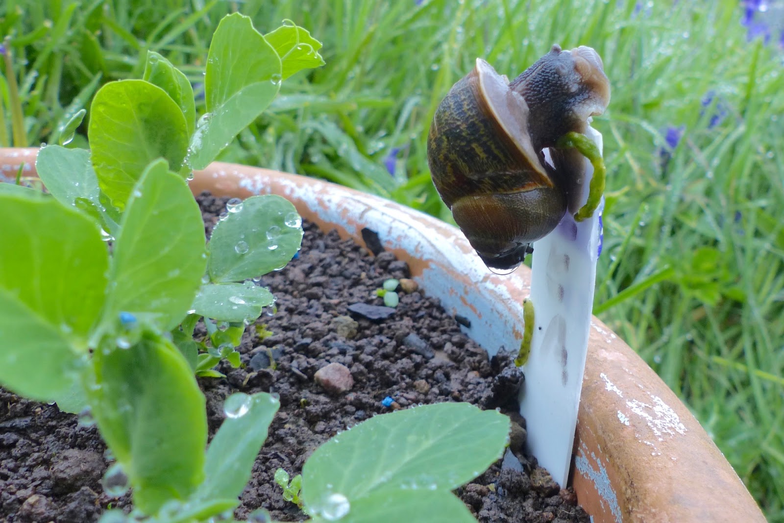 A Kilchoan Diary: Snail Invasion