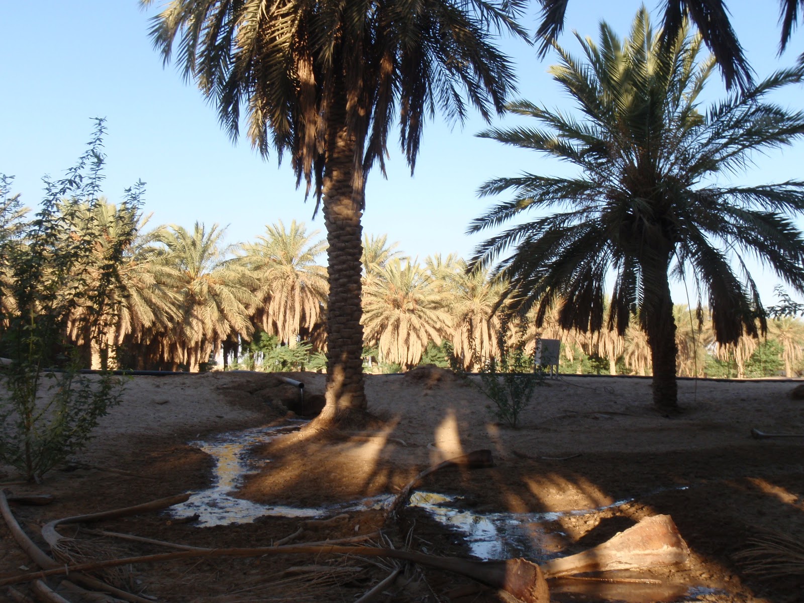 Athens Nature Journal: Nature Visit to Kuwait in late September