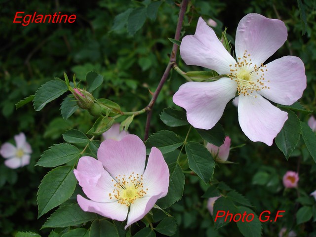 Mes passions, mes collections: La Fleur d'Eglantine