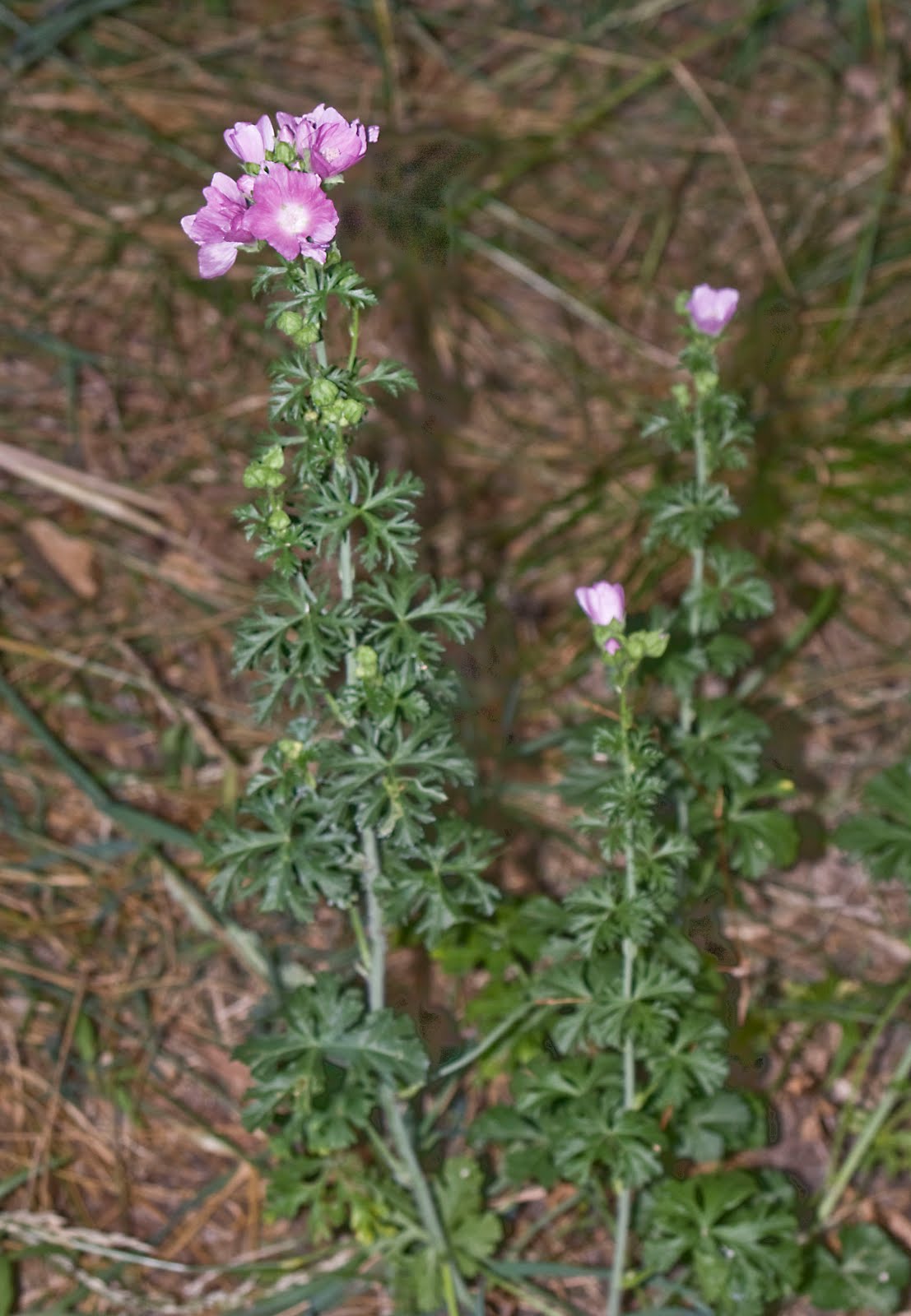 Indiana Plant A Day: Musk Mallow