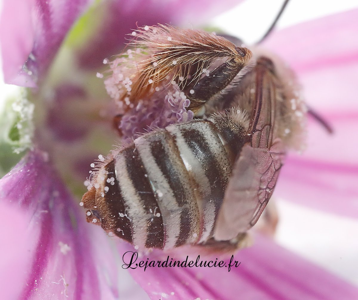 Tetralonia malvae femelle (Eucère de la mauve) aime les Mauves
