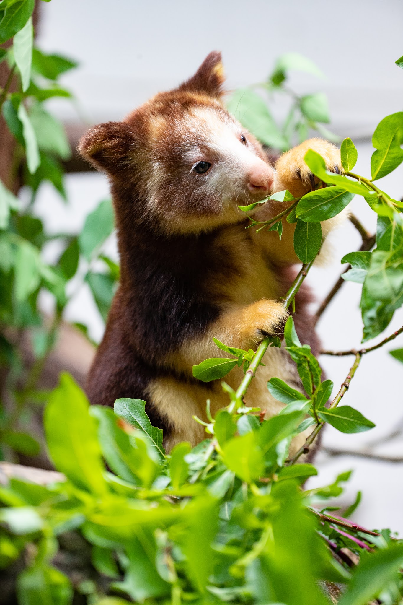 Celebrate Tree Kangaroo Awareness Day with new photos of joey Havam!