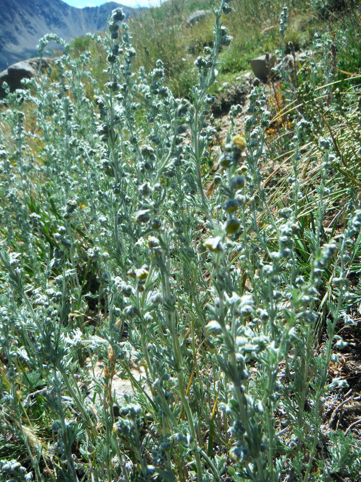 The Botanical Hiker: Hikin' the Continental Divide