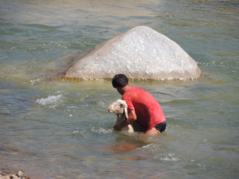How to bathe a sheep - a step by step guide :D