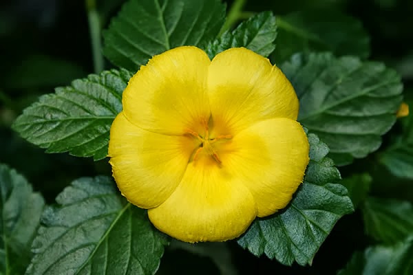 .: PLANTA PRODIGIOSA