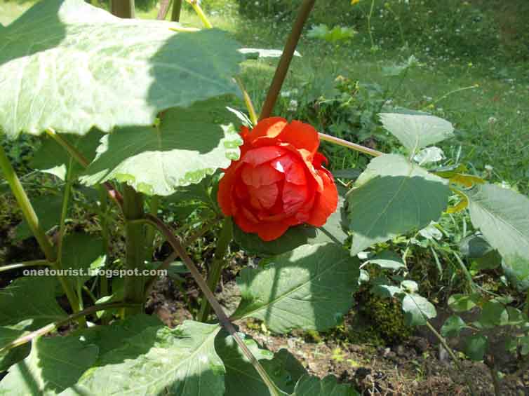 Dalhousie,, Flowers and photography , फूलो के फोटो,डलहौजी | TravelUFO ...