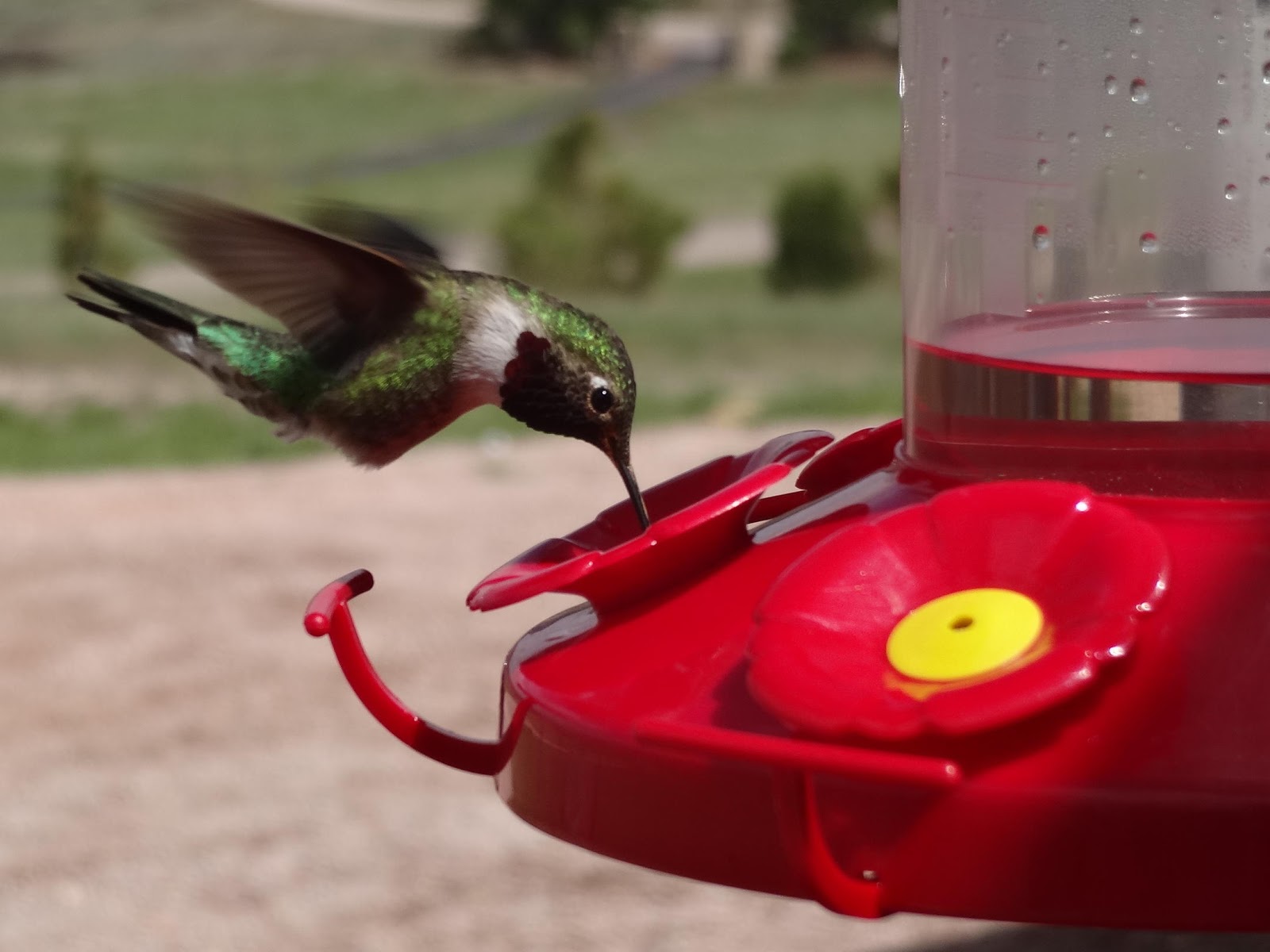 Feeding Hummingbirds