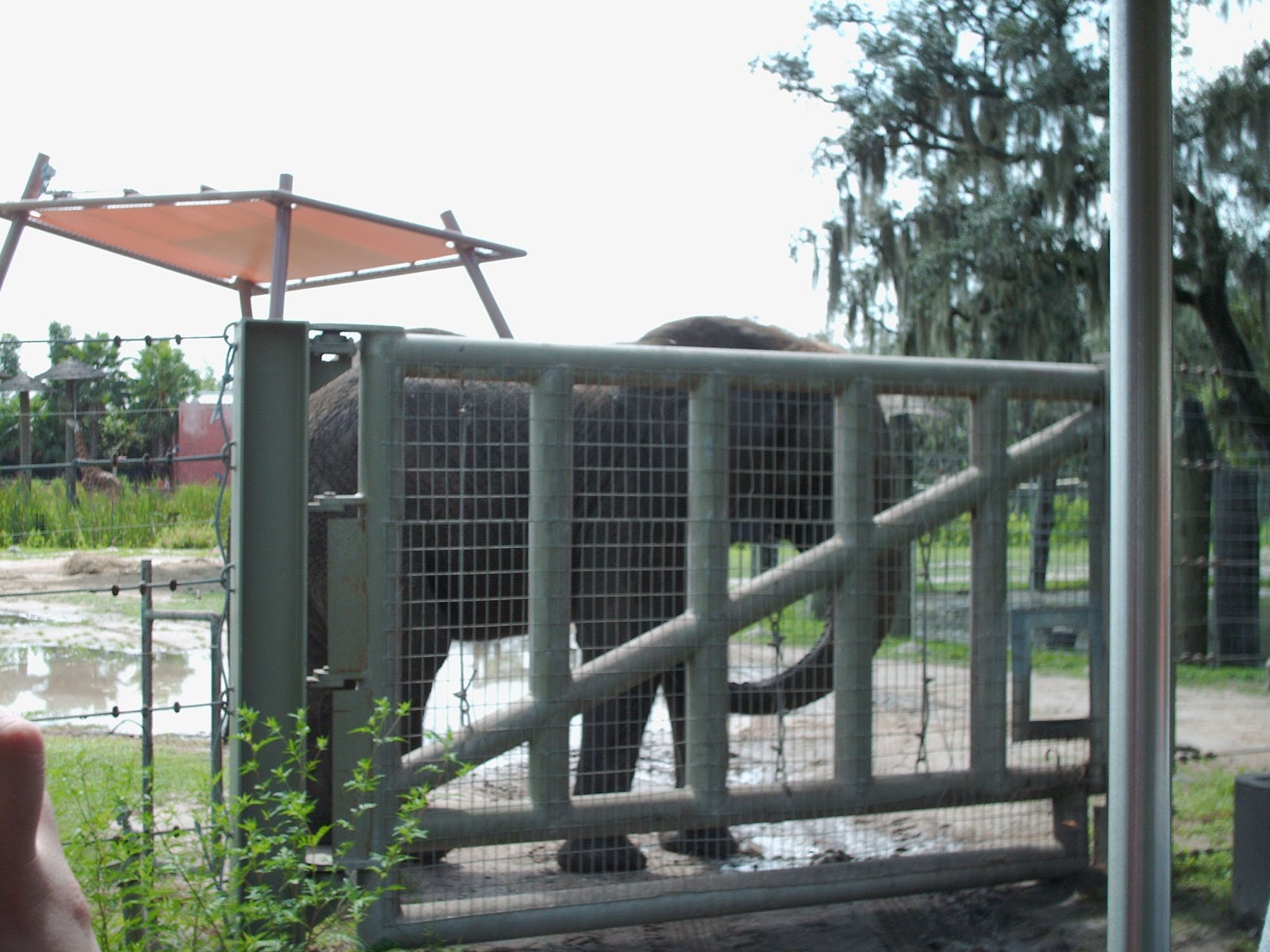 ZooZooReview: Lowry Park Zoo, Tampa, FL