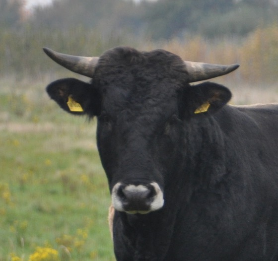 Vaynol Cattle