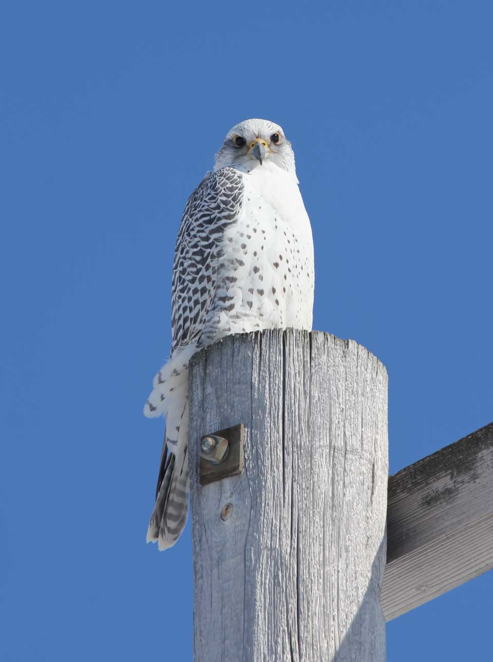Les oiseaux de la région de La Pocatière, Québec: Voici enfin MON ...