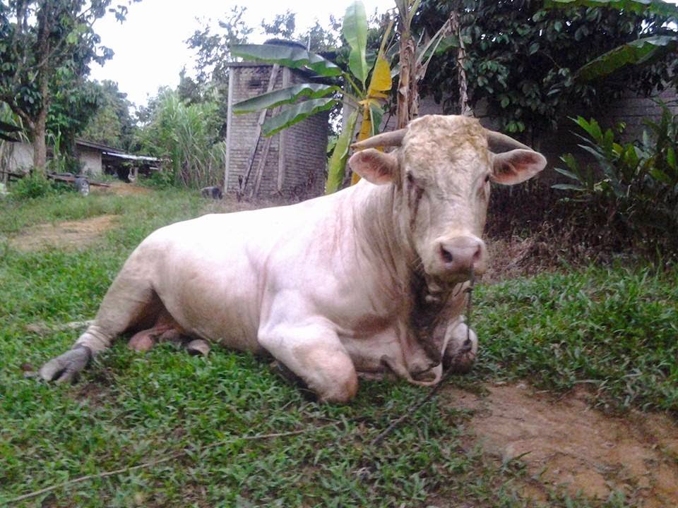 Sungai Bari News: Lembu Terbesar Di Kampung Sungai Bari