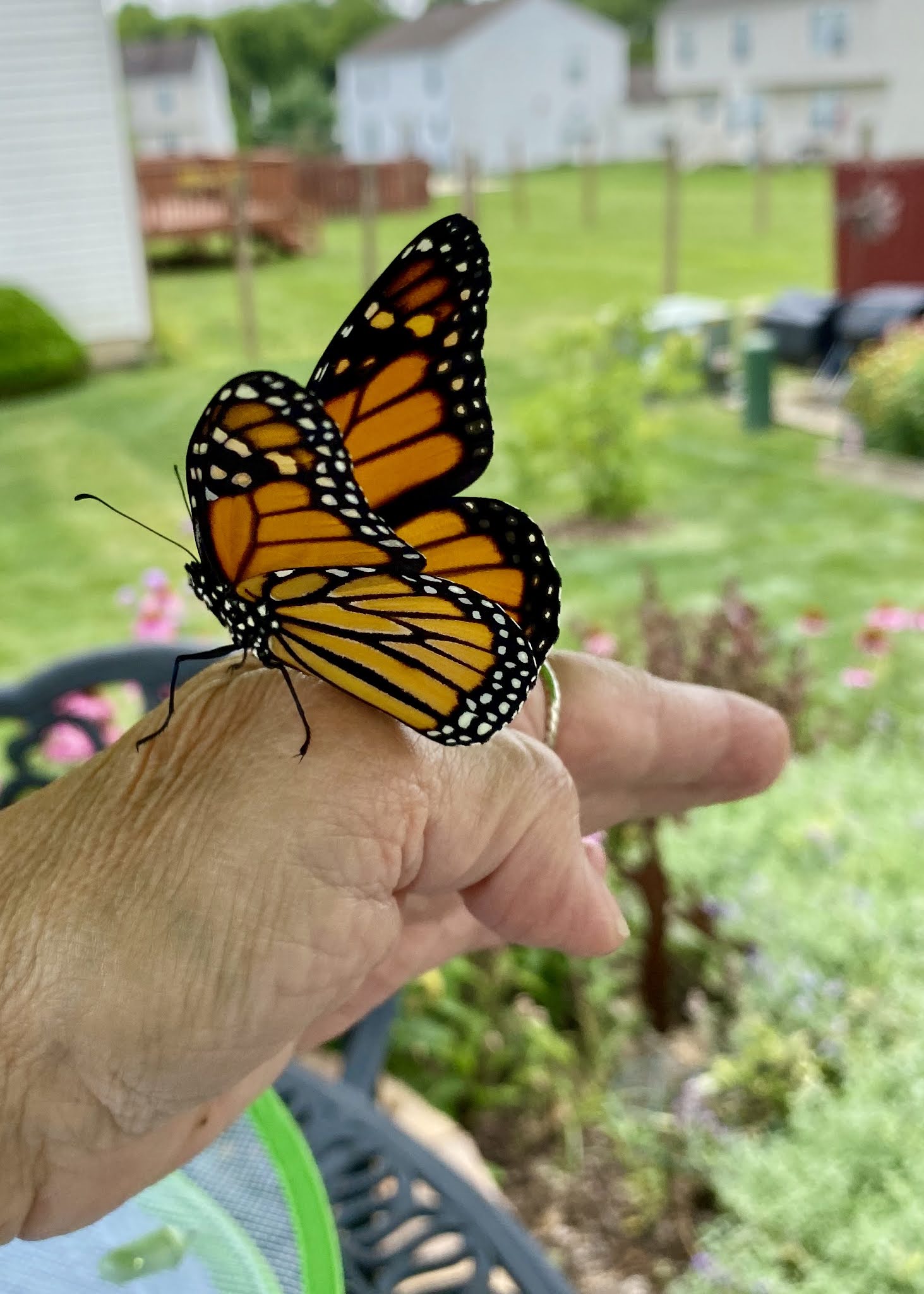 Life In Robin's Nest: July Garden Chat