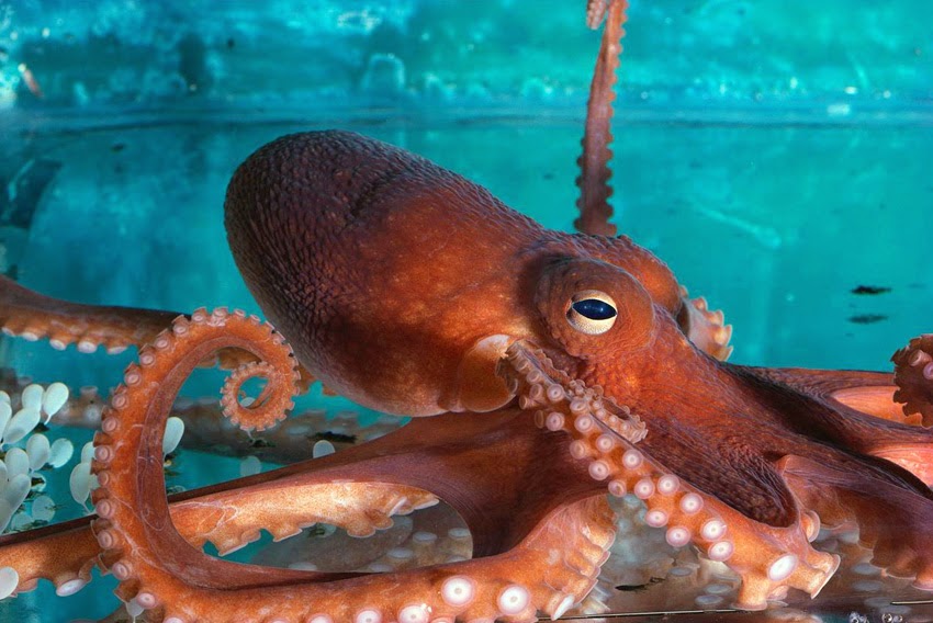 Aprende con Animalia: Clasificación de animales invertebrados