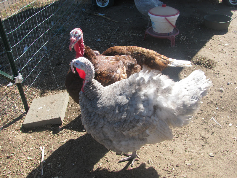 The Harried Homemaker Preps: How to and How NOT to Butcher a Turkey