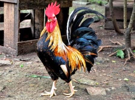 MENGETAHUI CIRI DAN HARGA AYAM KATE SUPER | Berbagai Macam Ayam