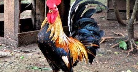 MENGETAHUI CIRI DAN HARGA AYAM KATE SUPER | Berbagai Macam Ayam