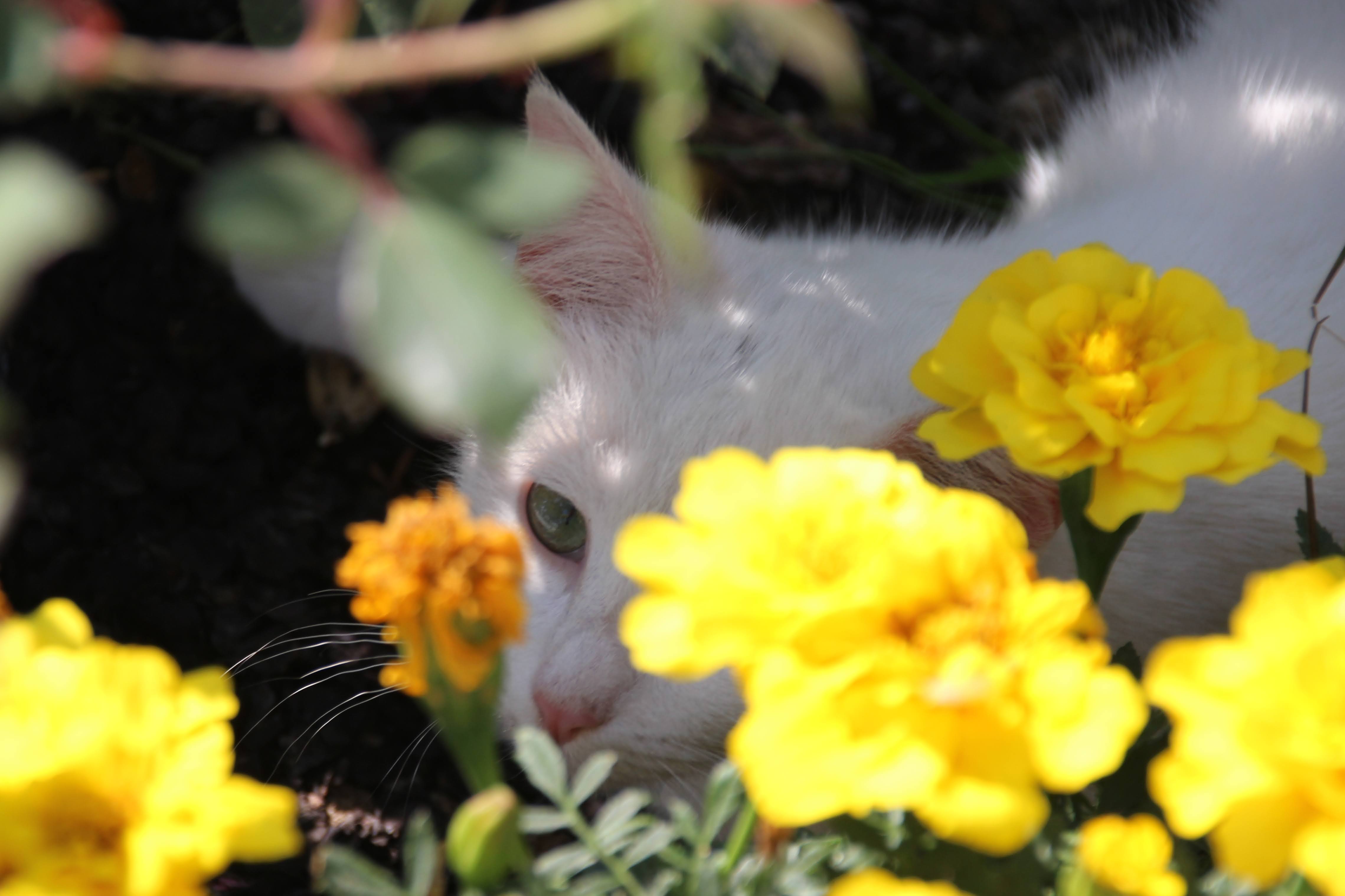 To Behold the Beauty: More From Our Back Roads Amish Tour