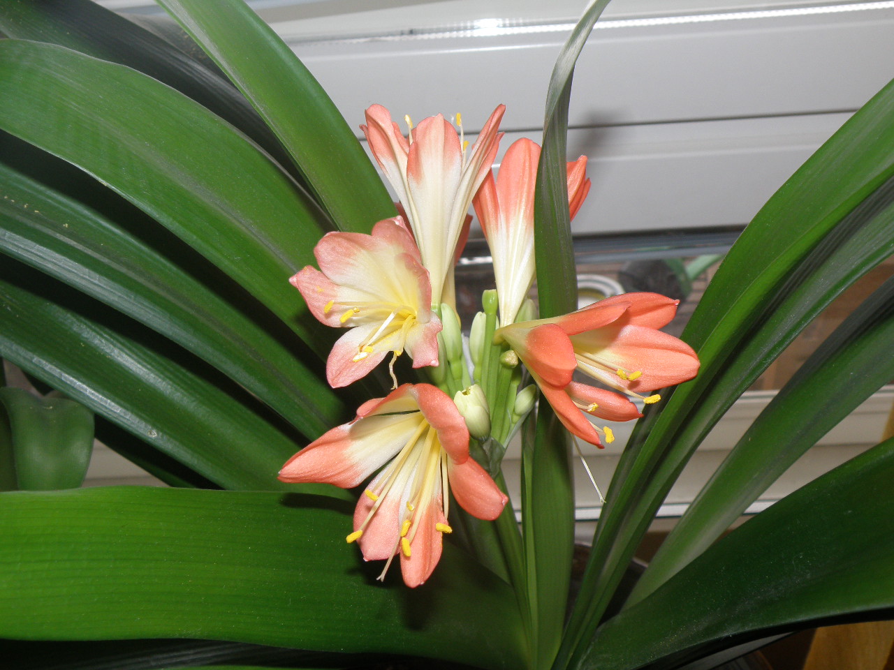 Ruukkukasviblogi: Clivia minata