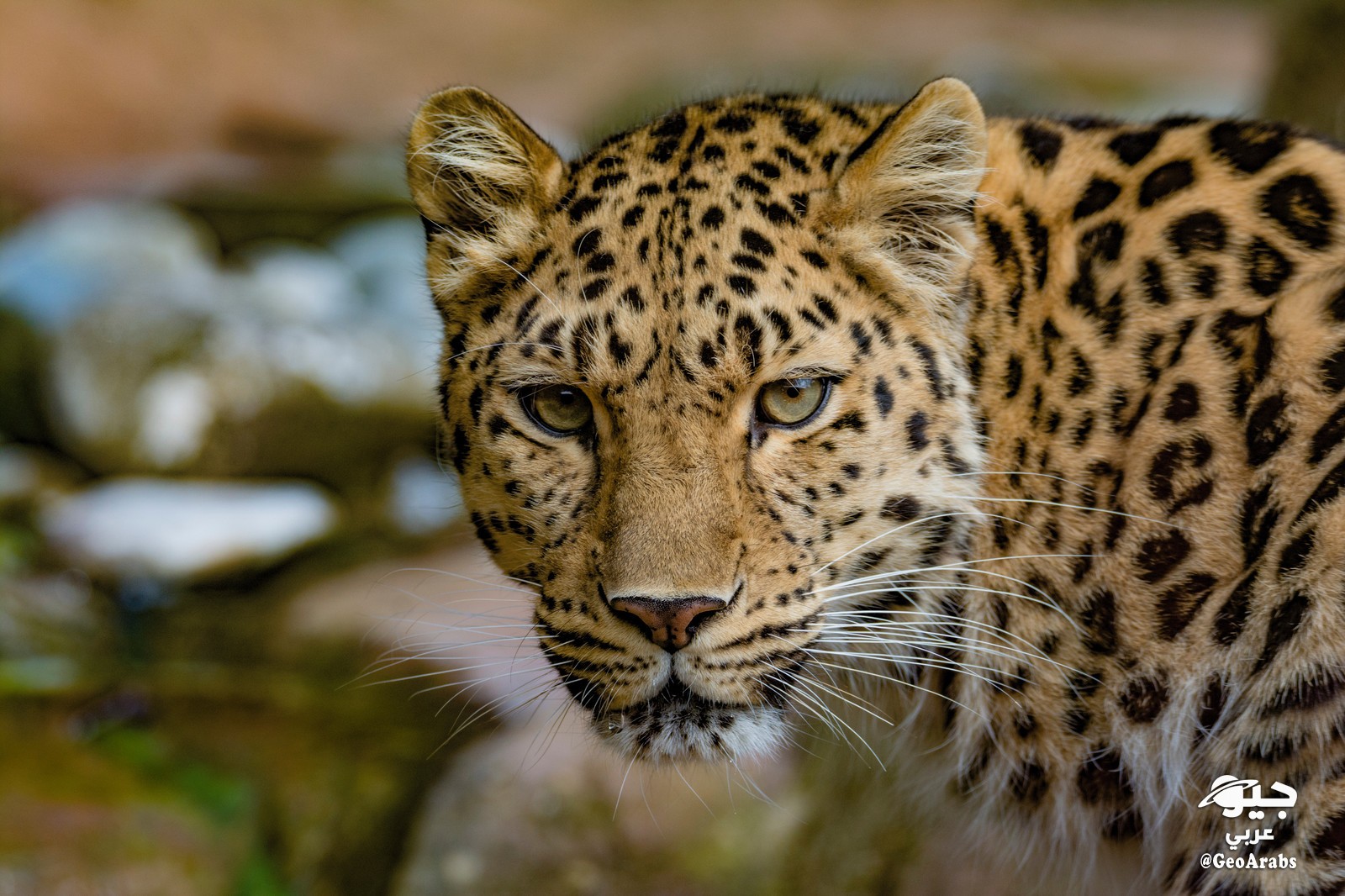 معلومات عن نمر آمور - جيو عربي
