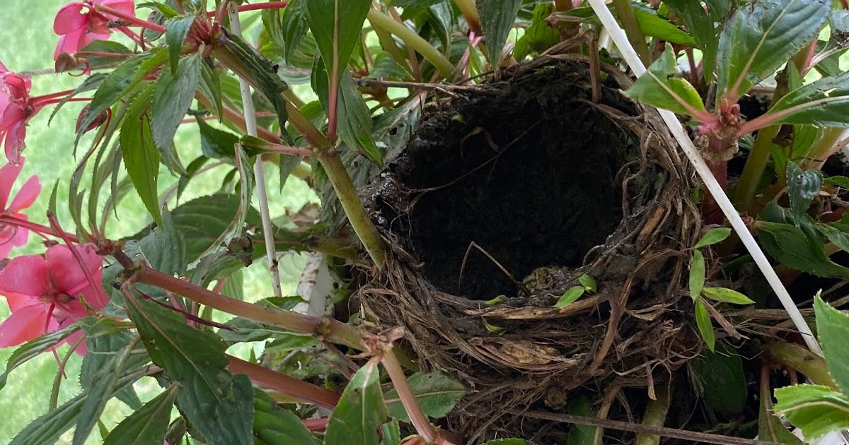 A Bob's Life: Industrious Robins Depart