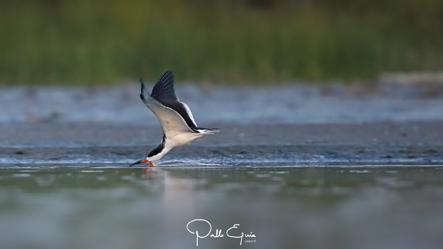 mis fotos de aves: Rynchops niger Rayador Black Skimmer