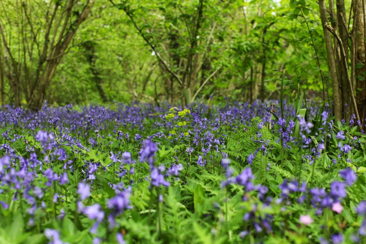 spring in the woods | Journal