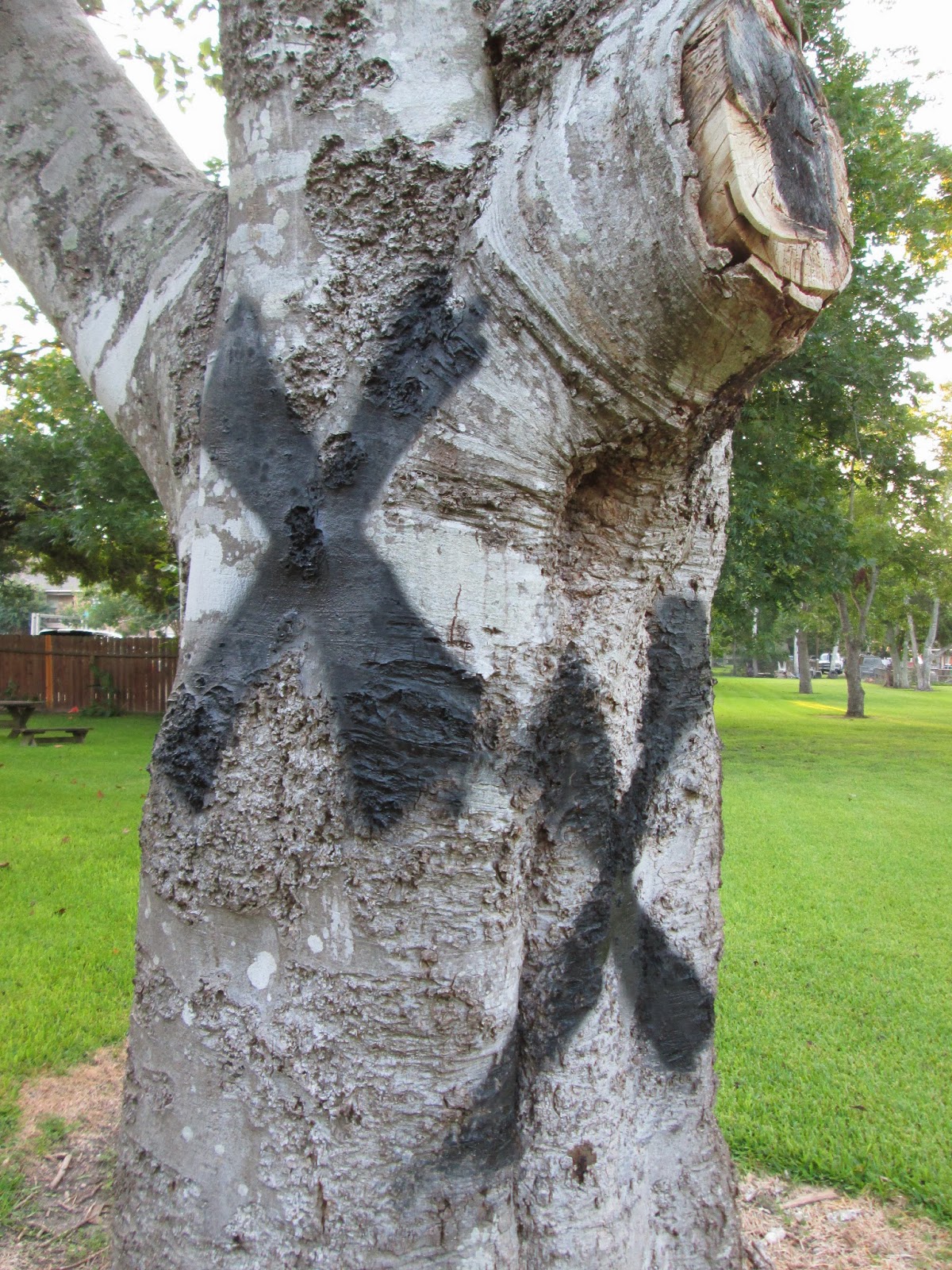 Readerbuzz: Goodbye, Old Tree