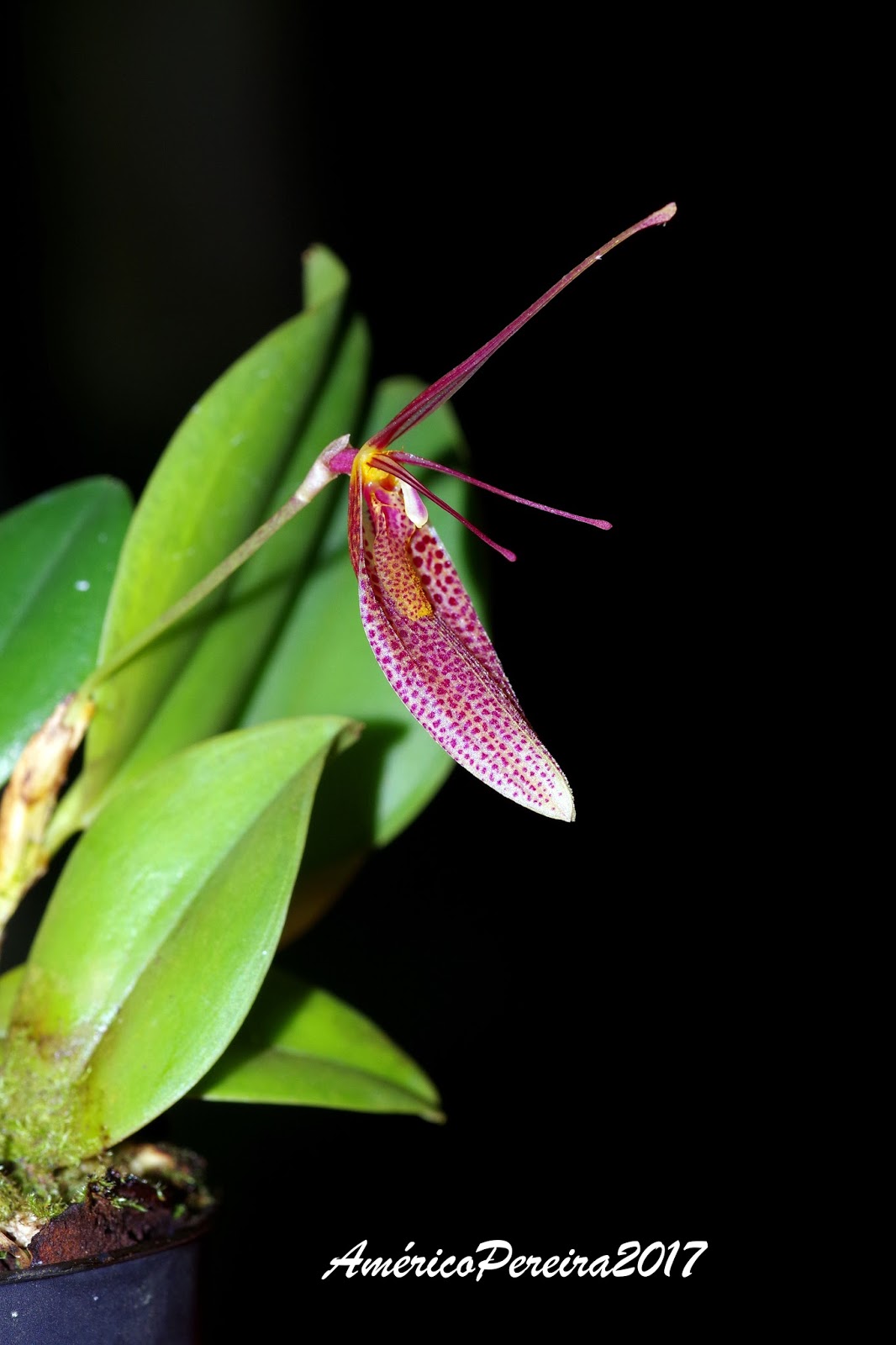 Orquídeas soltas: Restrepia guttulata