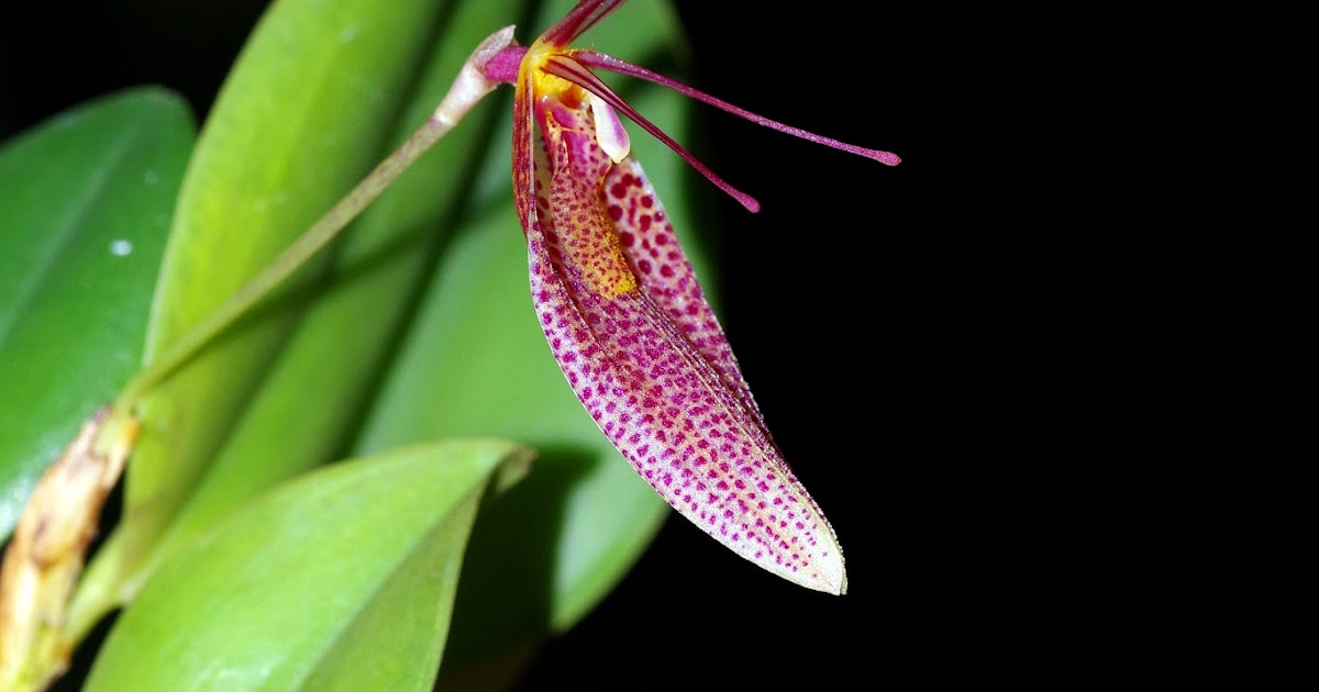 Orquídeas soltas: Restrepia guttulata