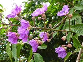 Lagerstroemia speciosa-Queen's crape Myrtle-Murutha | SL Flora